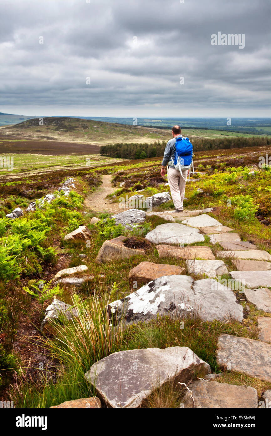Walker Descending The Beacon in the Simonside Hills looking toward ...