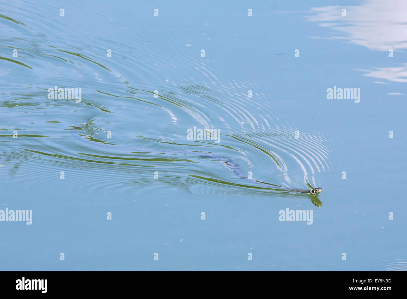Small Grass Snake floating on a pond Stock Photo - Alamy