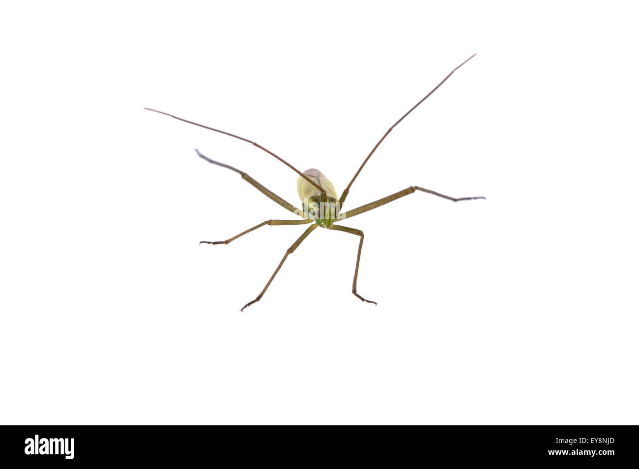 Insect with long antennae isolated on a white background Stock Photo ...