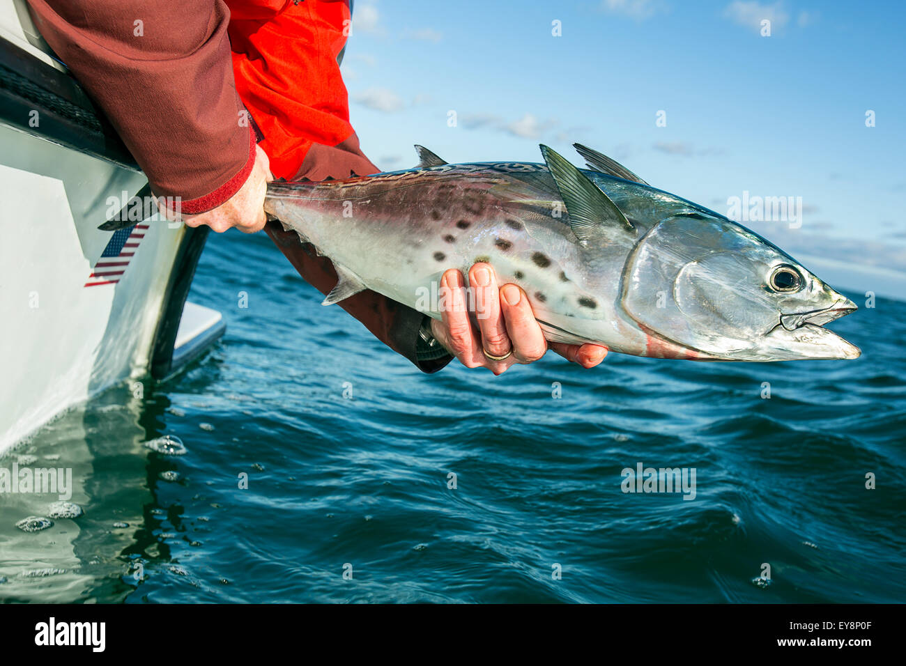 Fresh caught False Albacore; Marthas Vineyard, Massachusetts, United ...
