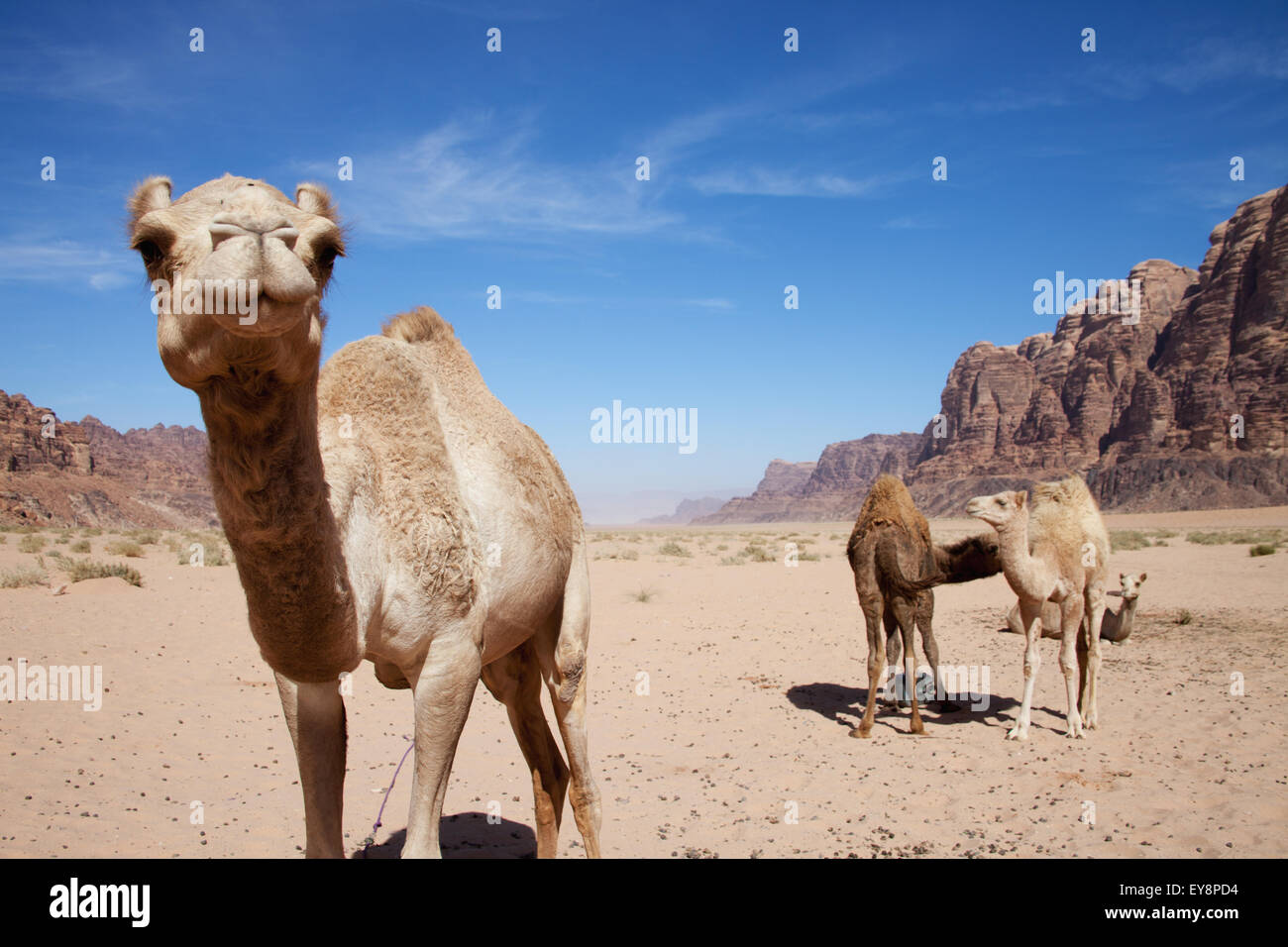 Baby camel and jordan hi-res stock photography and images - Alamy