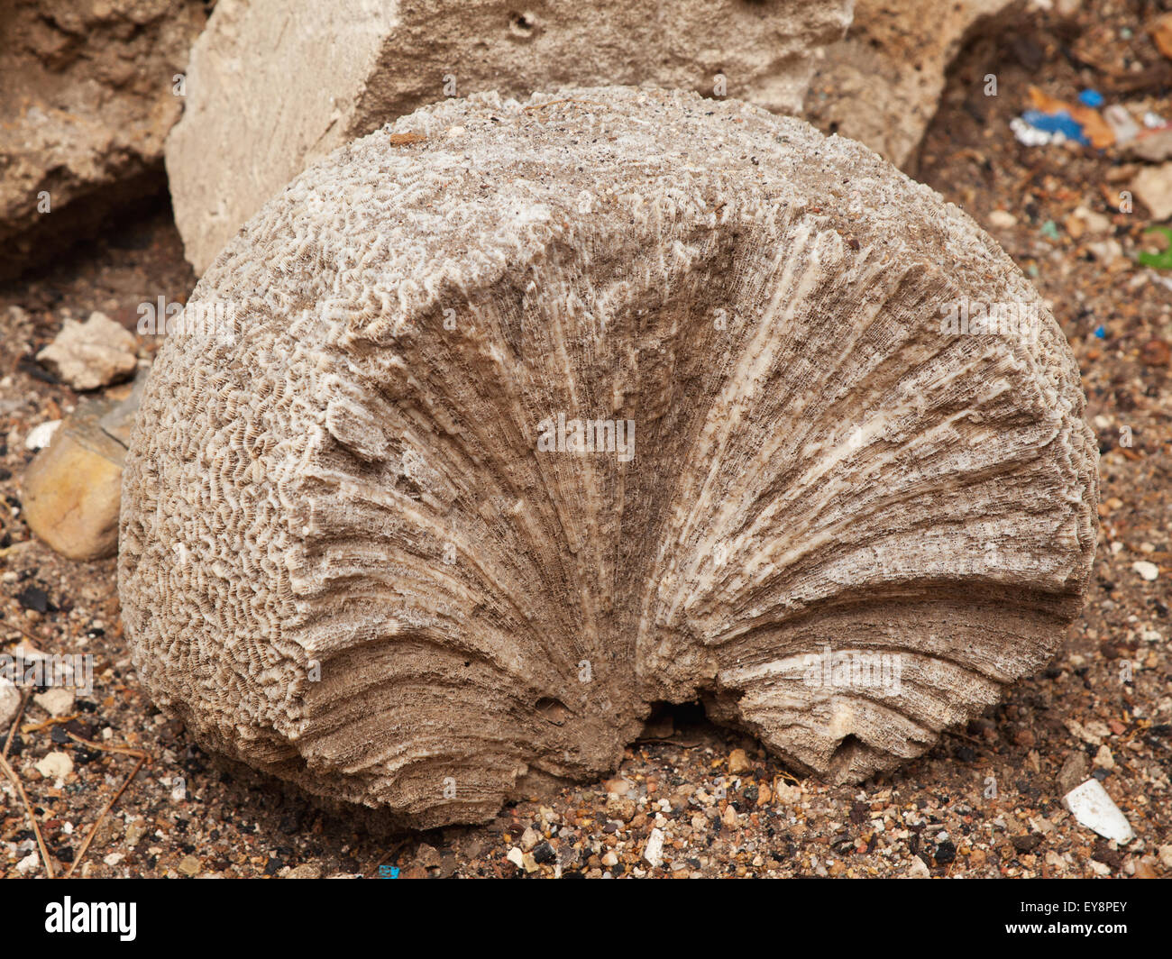 Sea coral block used in wall; Massawa, Eritrea Stock Photo - Alamy