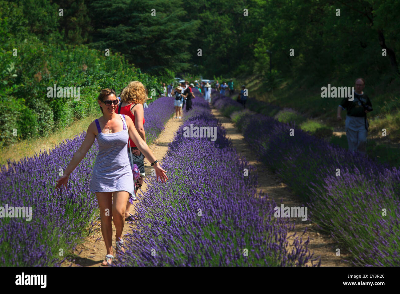 Beautiful woman walking through lavender hi-res stock photography and ...