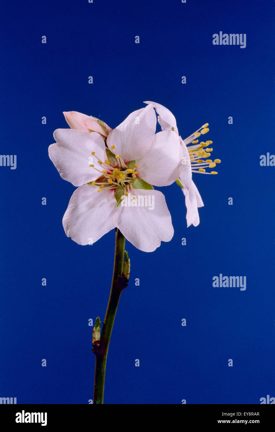 Almond flowering stages, full bloom, variety Nonpareil; California ...