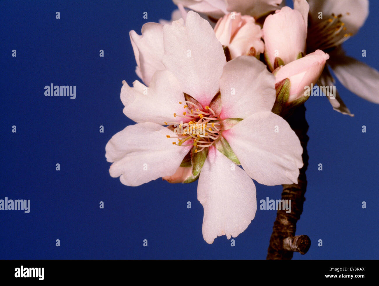 Flowering stages hi-res stock photography and images - Alamy