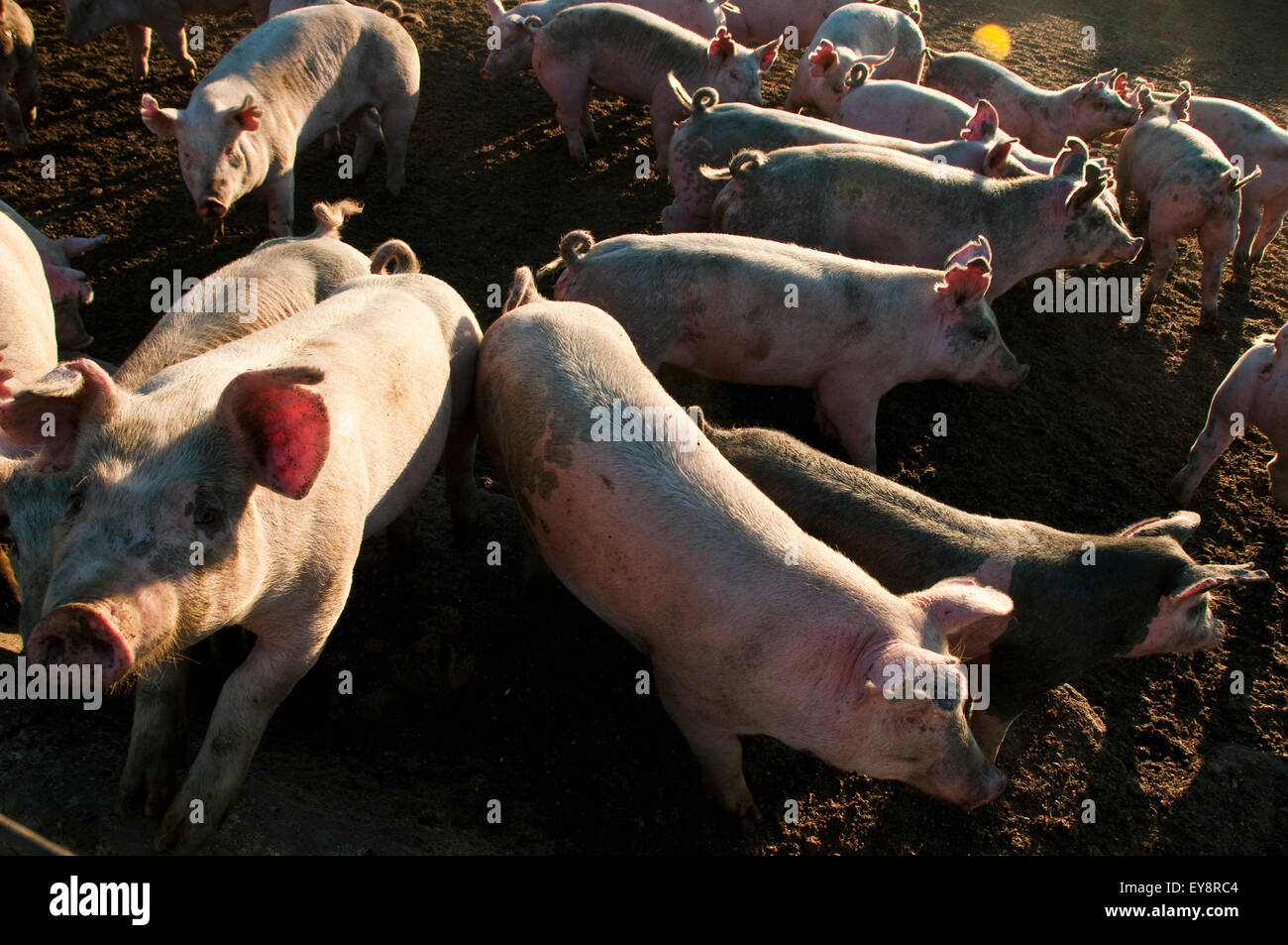 Feeder hogs hi-res stock photography and images - Alamy