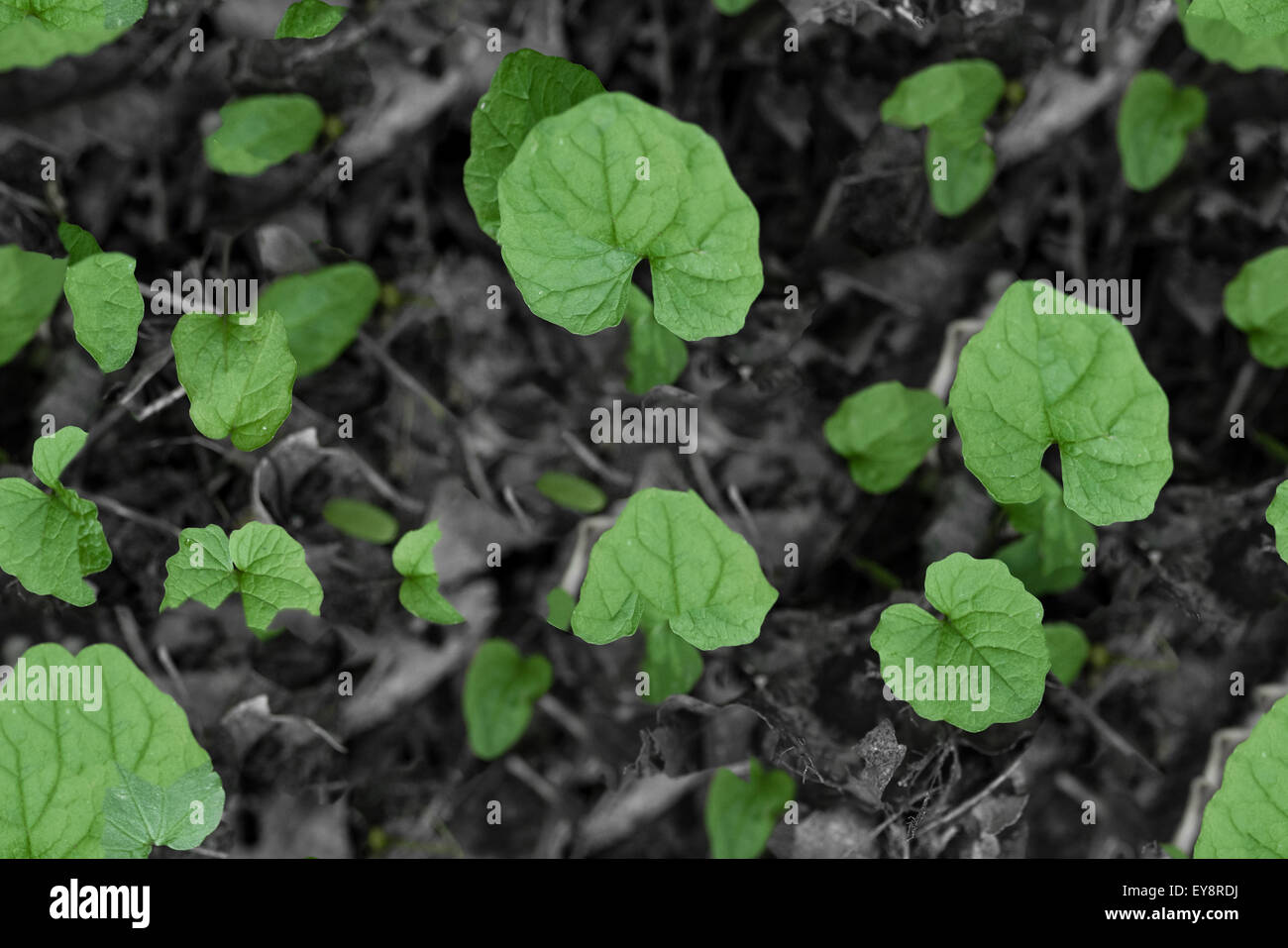 Green sprout growing from ground. Seamless Tileable Texture Stock Photo ...