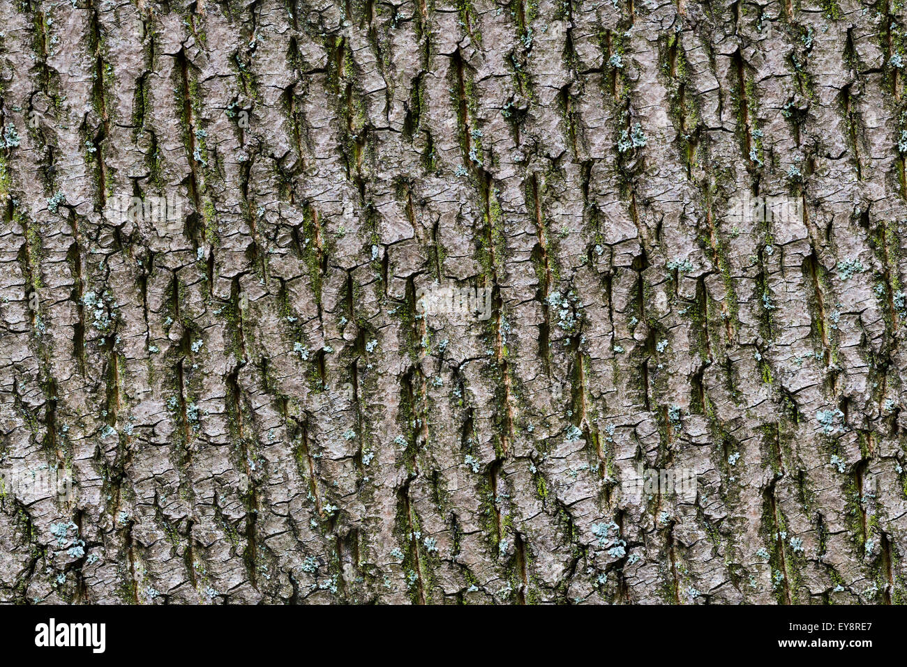 Bark of tree. Seamless Tileable Texture Stock Photo - Alamy