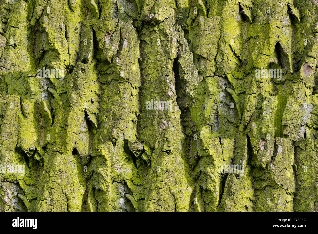 Bark of tree. Seamless Tileable Texture Stock Photo - Alamy