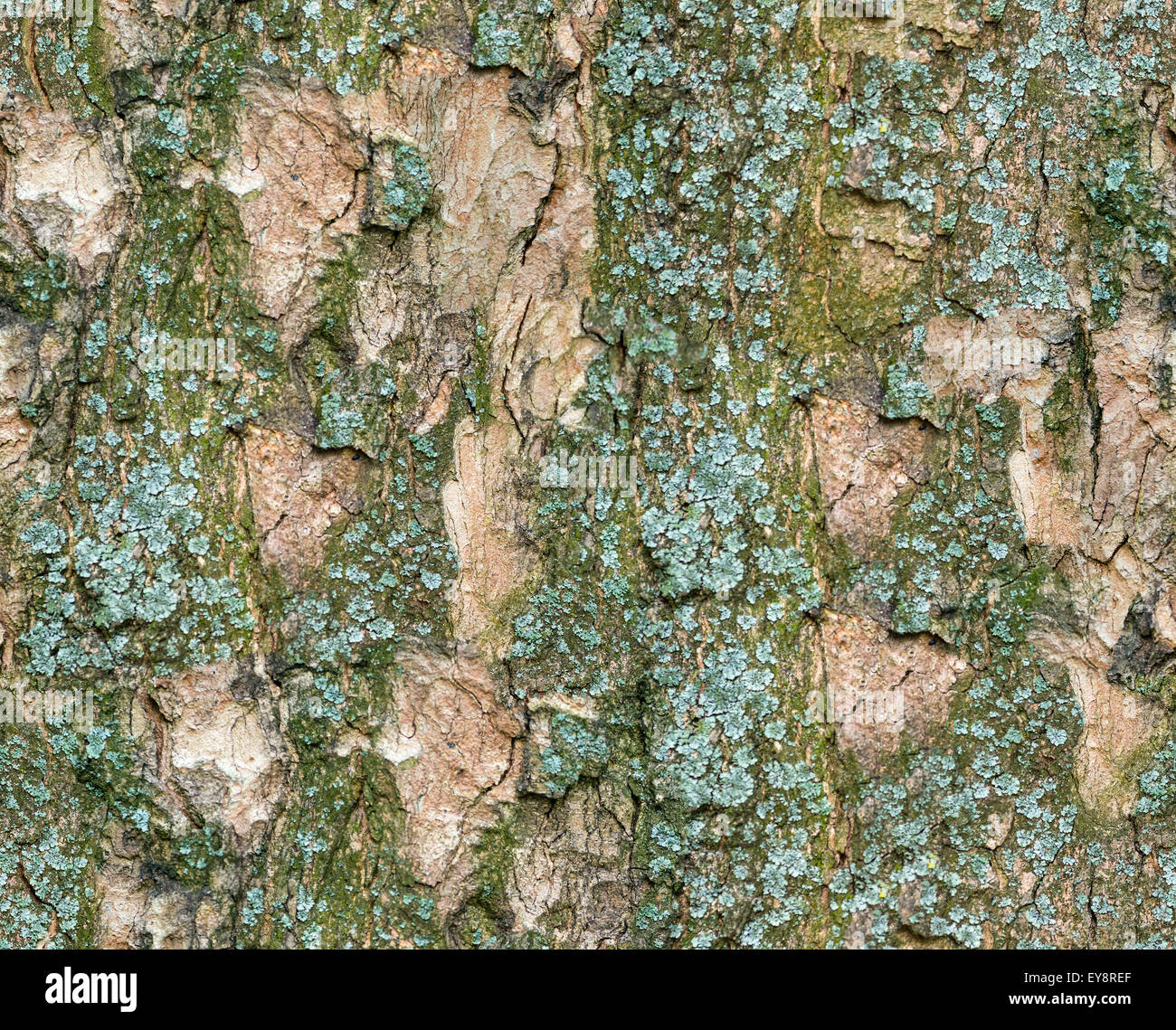 Bark of tree. Seamless Tileable Texture Stock Photo - Alamy