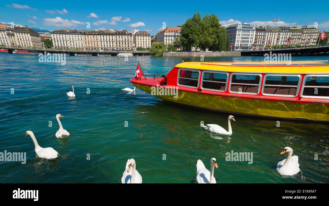 View of Geneva Lake with boat transportation and swans in Geneva Harbor ...