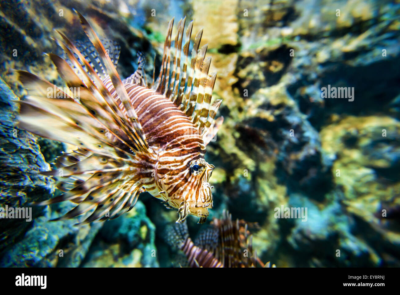 Devil firefish hi-res stock photography and images - Alamy