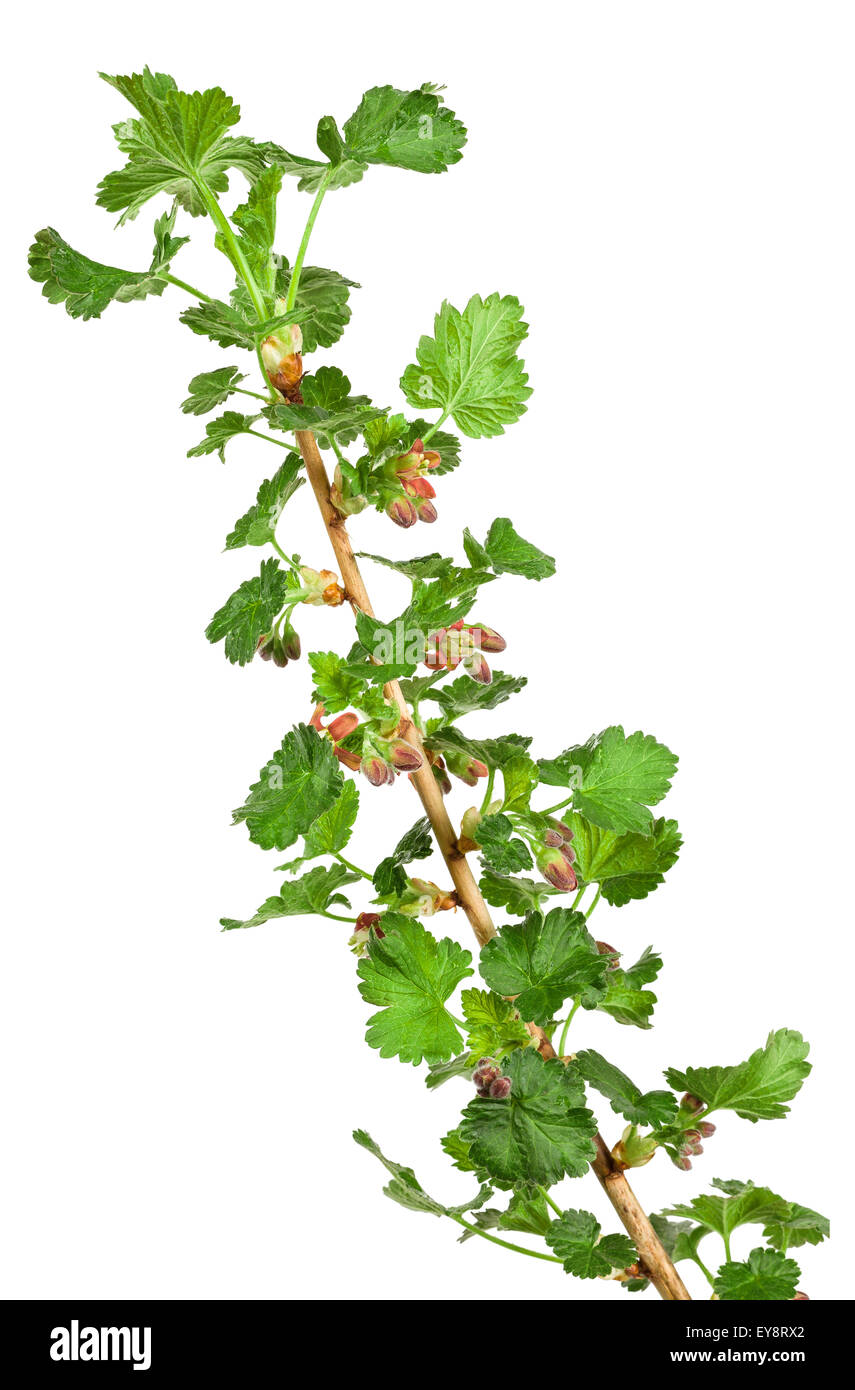 the gooseberry seedling isolated on white background Stock Photo - Alamy