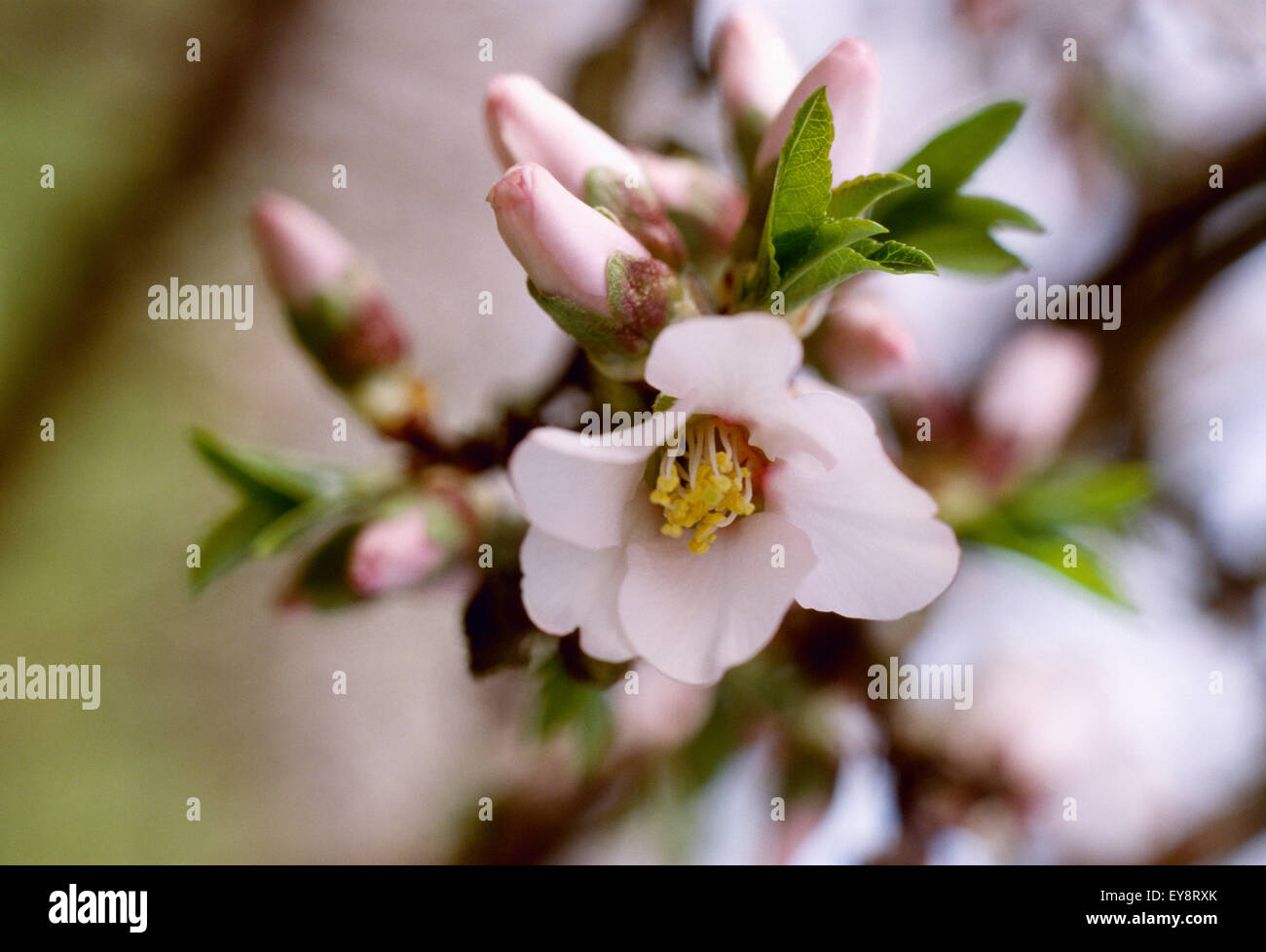 Growth stages of nuts hi-res stock photography and images - Alamy