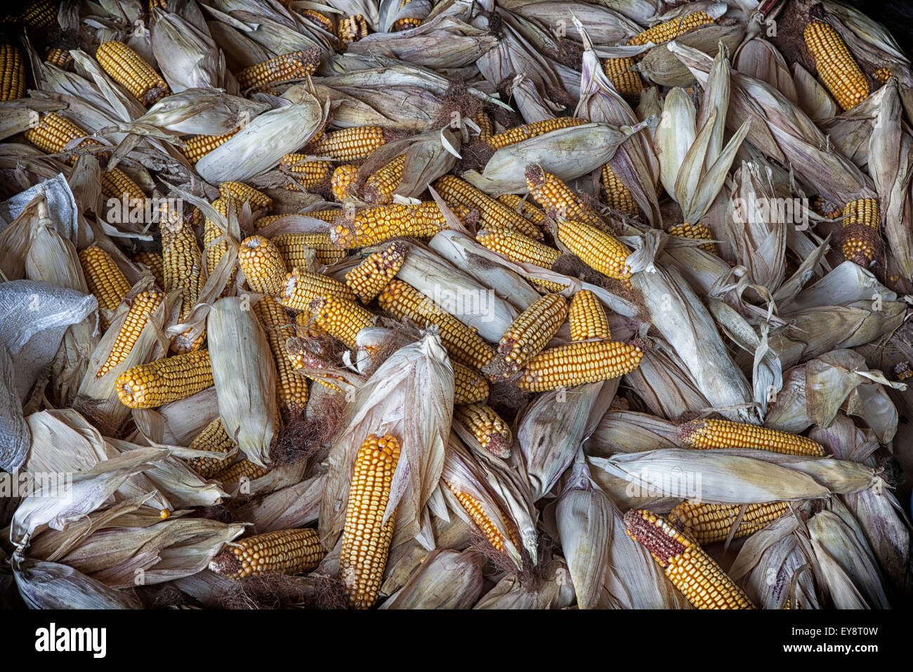Ears of corn drying in a bin in a barn, Lancaster County; Pennsylvania ...