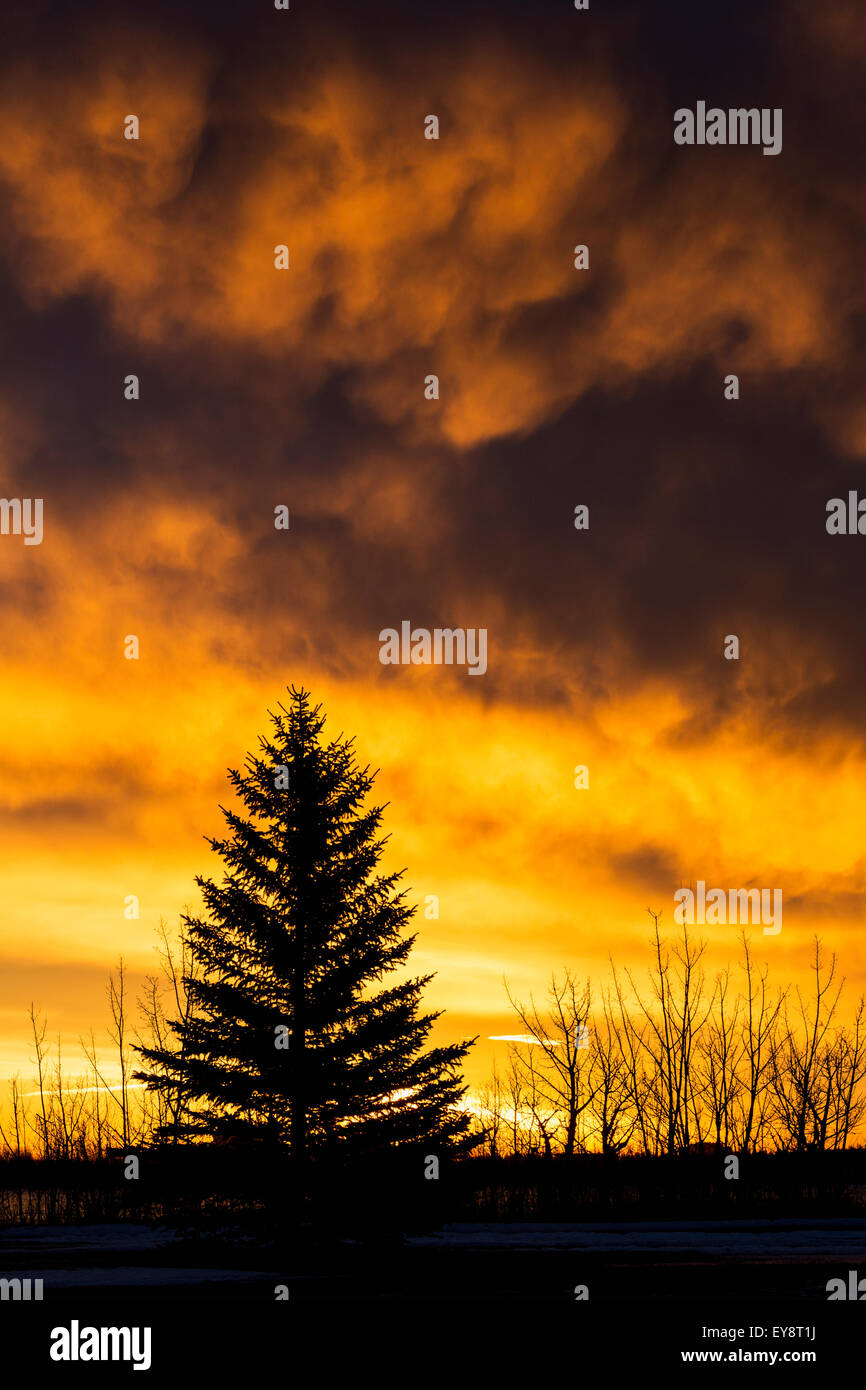 Silhouetted evergreen tree with dramatically colourful clouds at ...