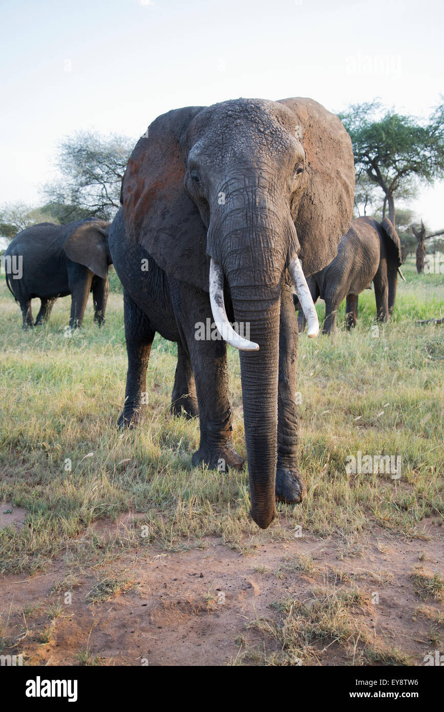 Large female elephant in Tarangire National Park; Tanzania Stock Photo ...