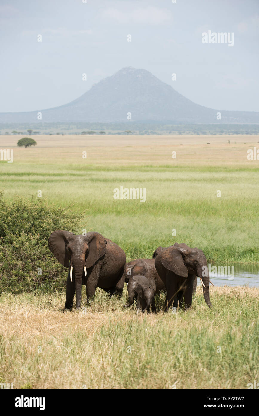 Elephant family group in Silale Swamp, Tarangire National Park ...