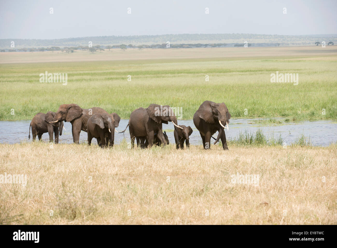 Elephant family group in Silale Swamp, Tarangire National Park ...