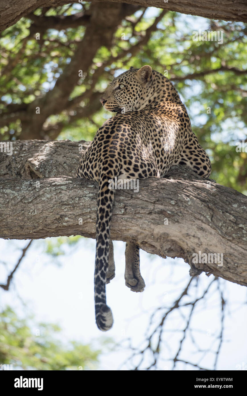Rear view leopard looking back hi-res stock photography and images - Alamy