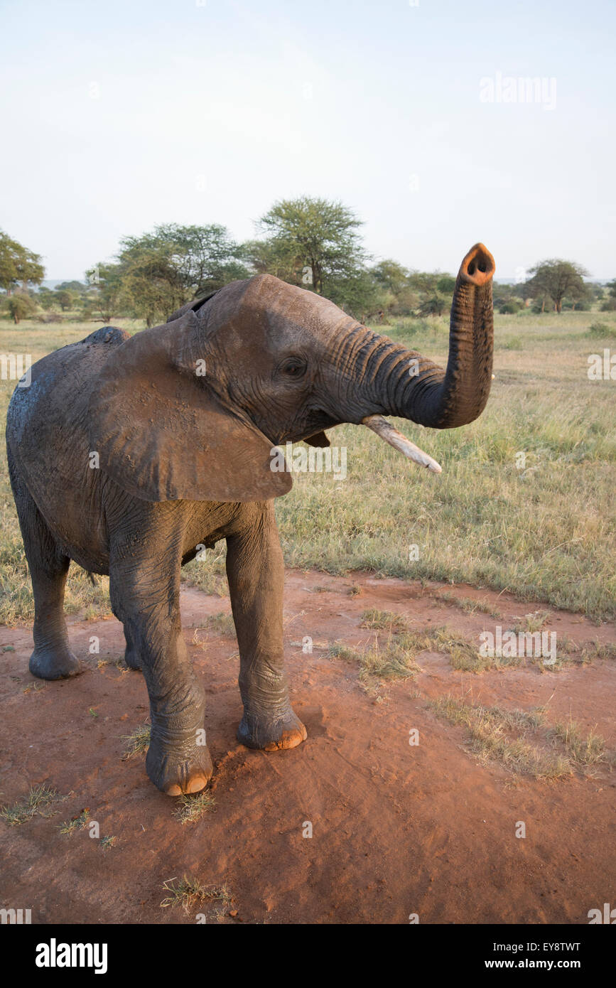 Elephant call raised trunk hi-res stock photography and images - Alamy