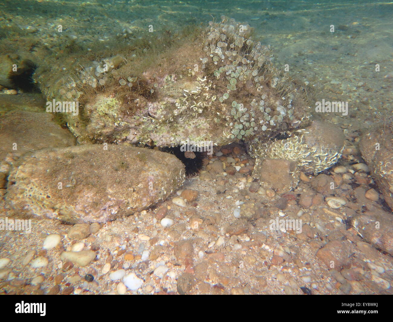 Sea life, shells, animals and fish at the bottom of the sea, underwater ...
