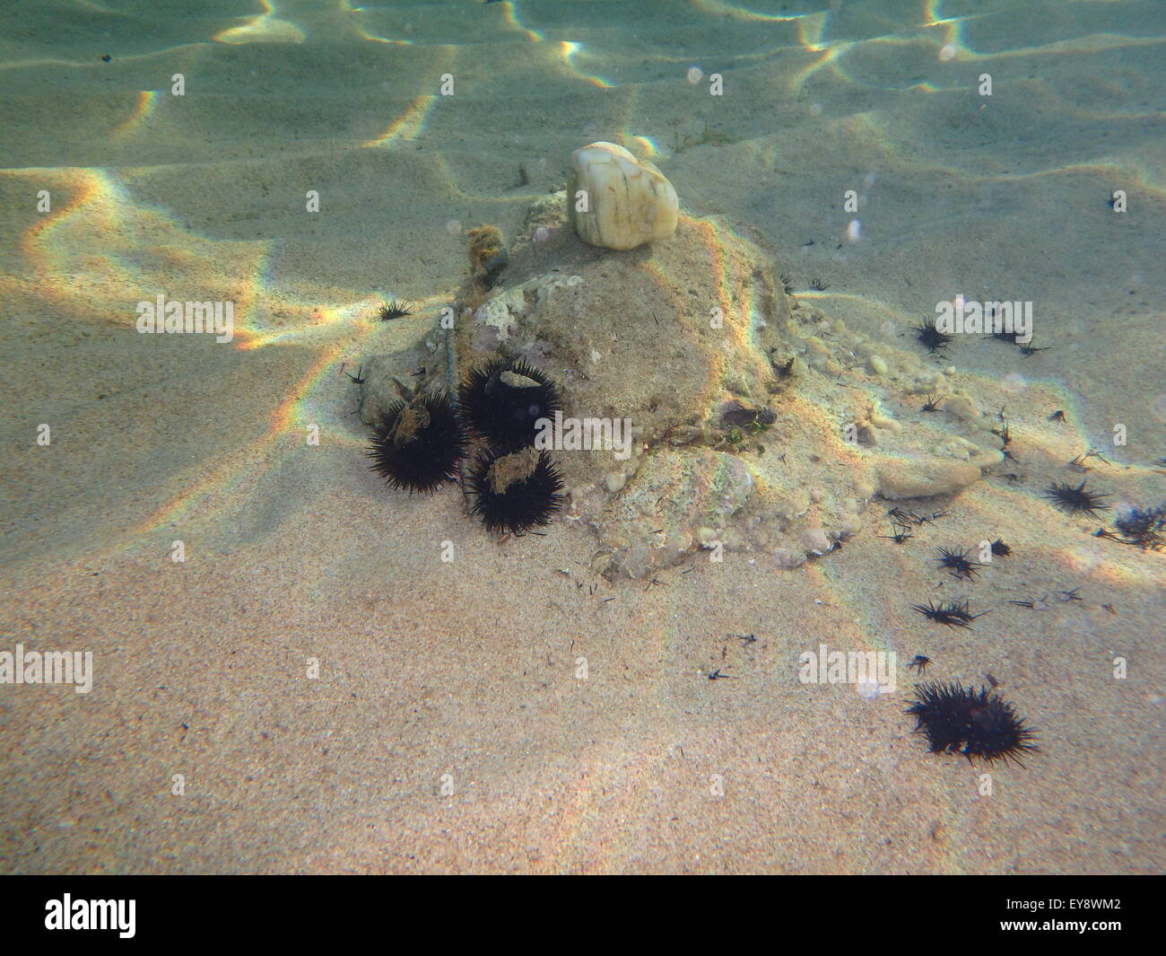 Sea life, shells, animals and fish at the bottom of the sea, underwater ...