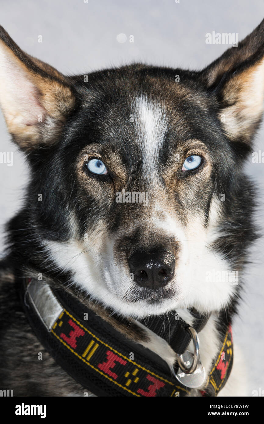 Alaskan Husky posed against a snowy background in winter; Anchorage ...