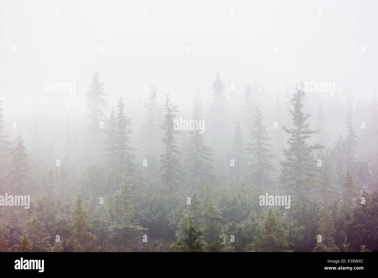 Dense fog envelops a stand of spruce trees on the tundra; Noatak ...