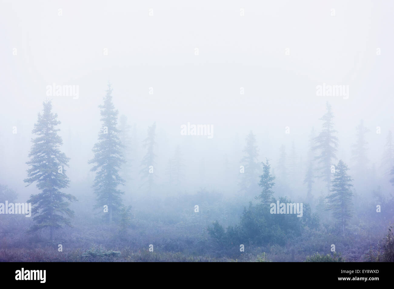 Dense fog envelops trees hi-res stock photography and images - Alamy