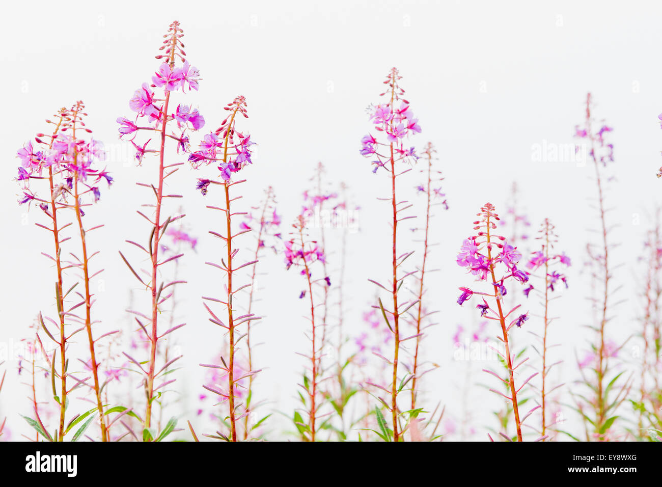 Fireweed (Chamerion angustifolium) detail with flowers in bloom on a ...