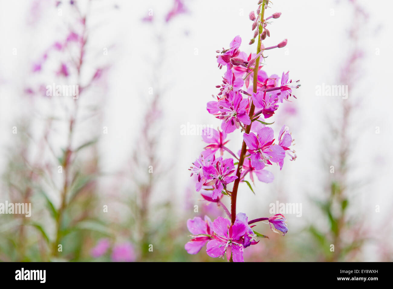 Fireweed (Chamerion angustifolium) detail with flowers in bloom; Noatak ...