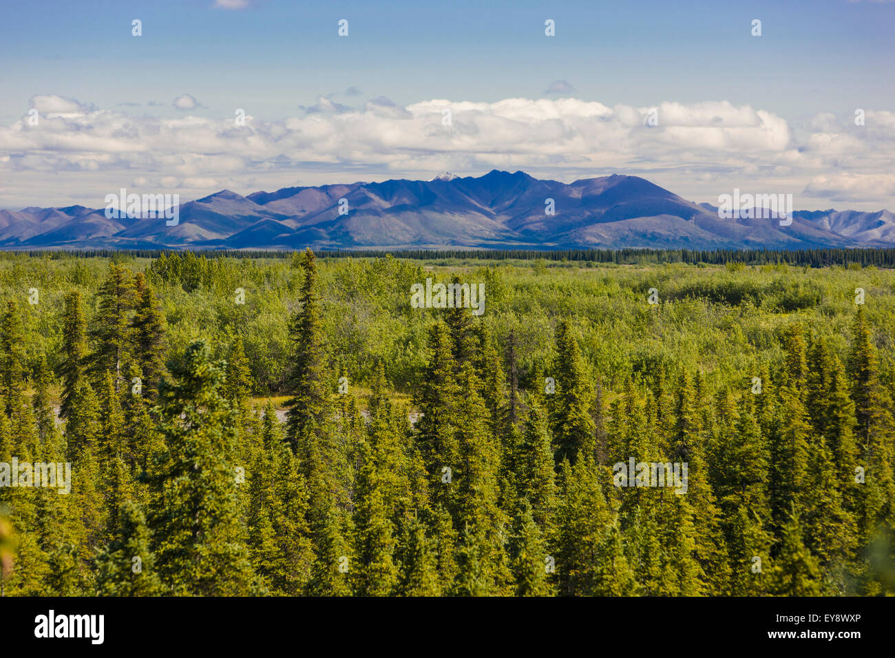 Vista of spruce trees on the tundra, and the Baird Mountains in the ...
