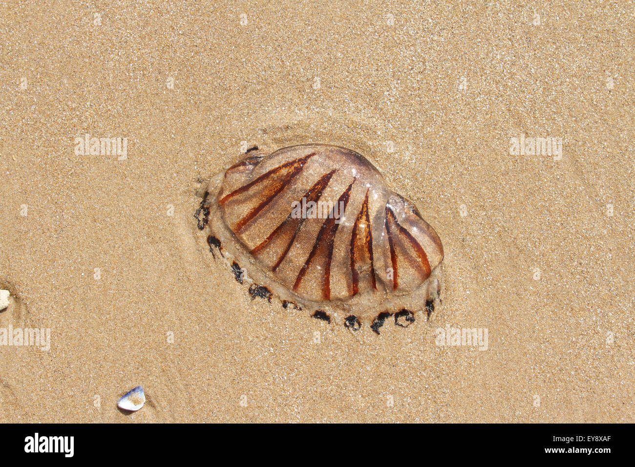 Strandline jellyfish hi-res stock photography and images - Alamy