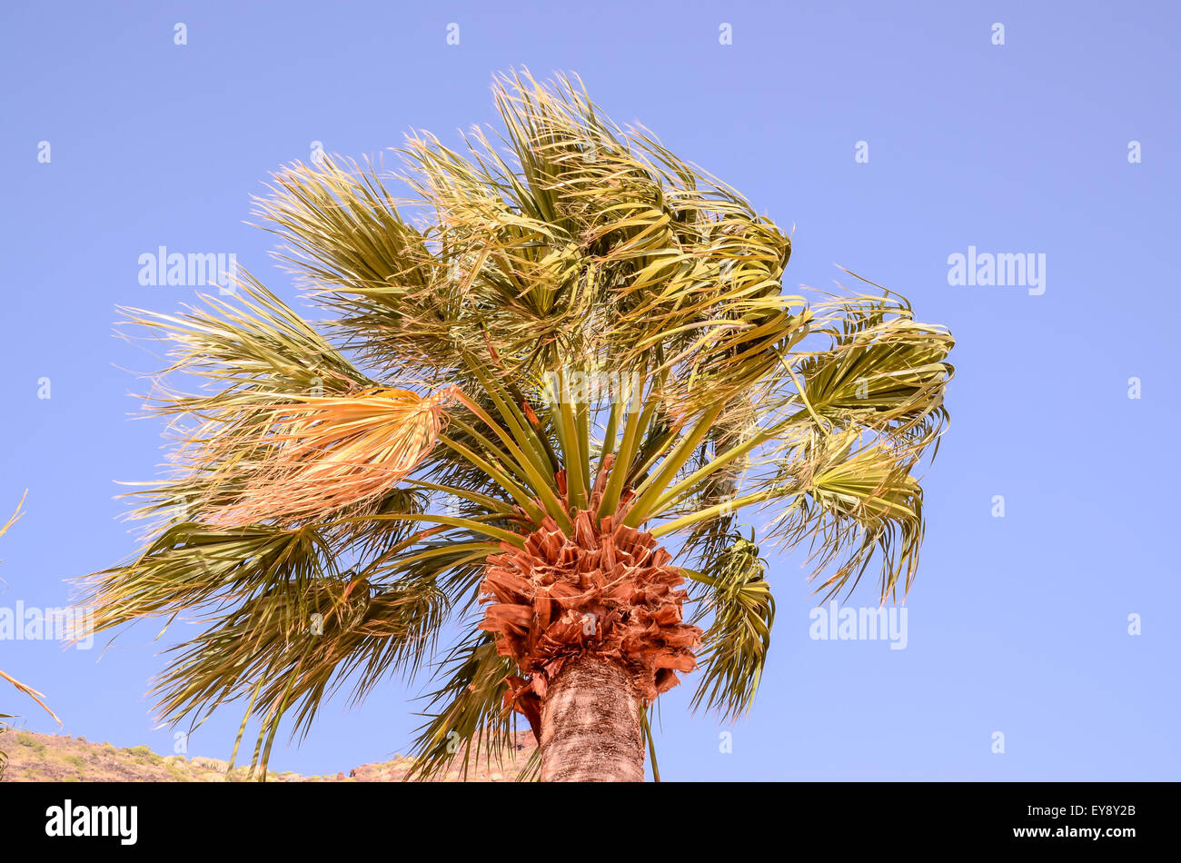 Green Palm Canarian Tree Stock Photo - Alamy