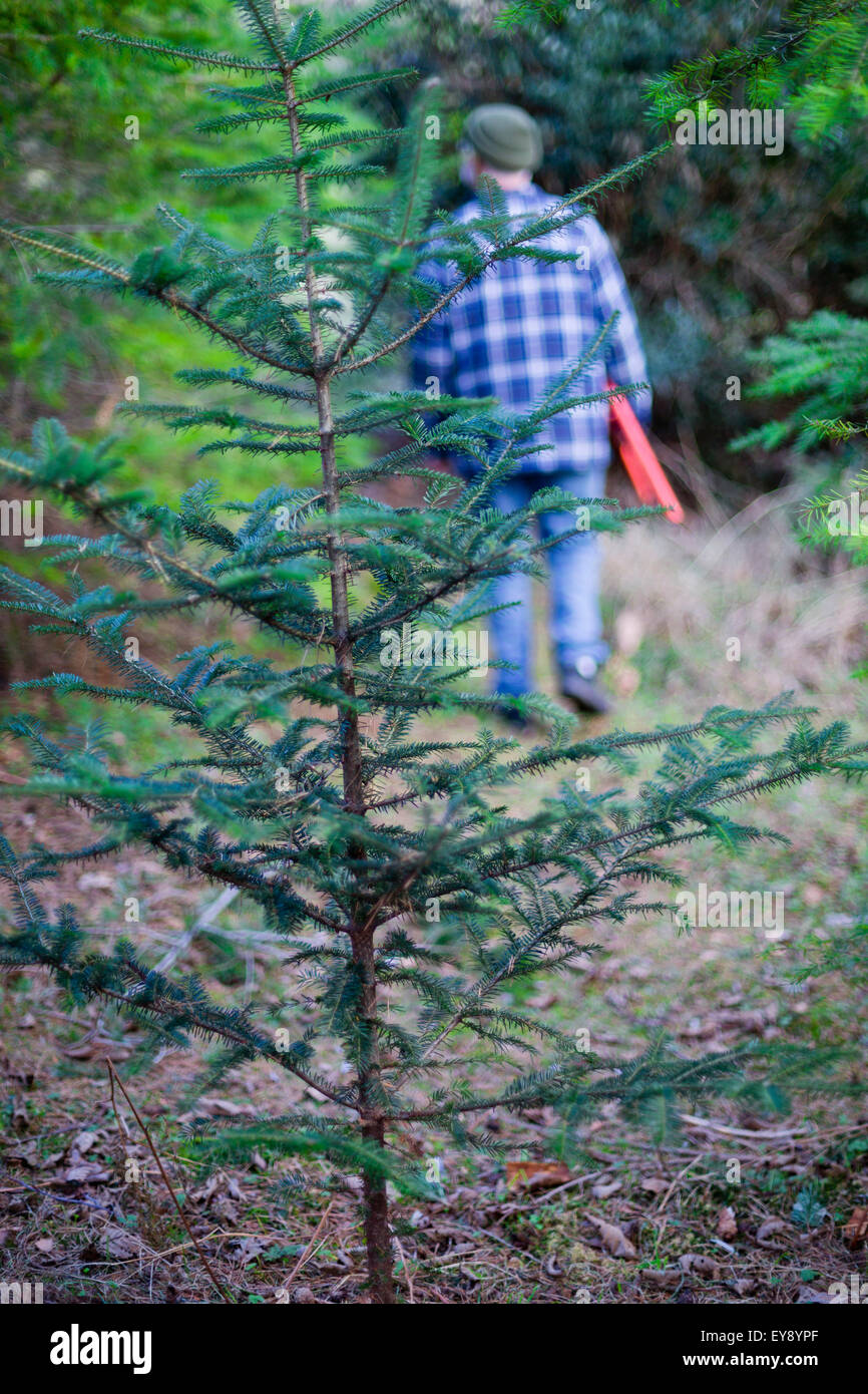 Christmas tree hunt; Yarrow, British Columbia, Canada Stock Photo - Alamy