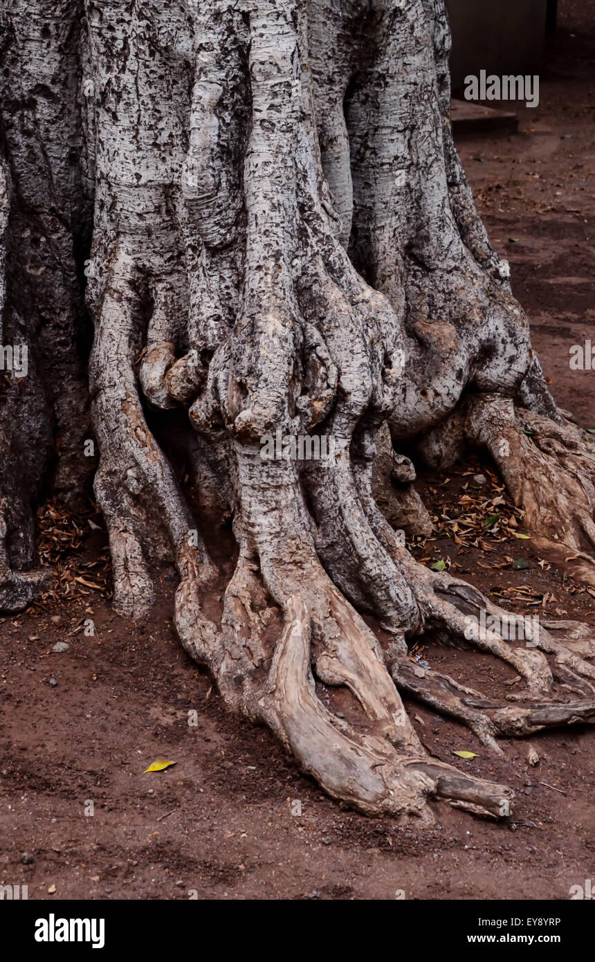 Root of the Tree Stock Photo - Alamy