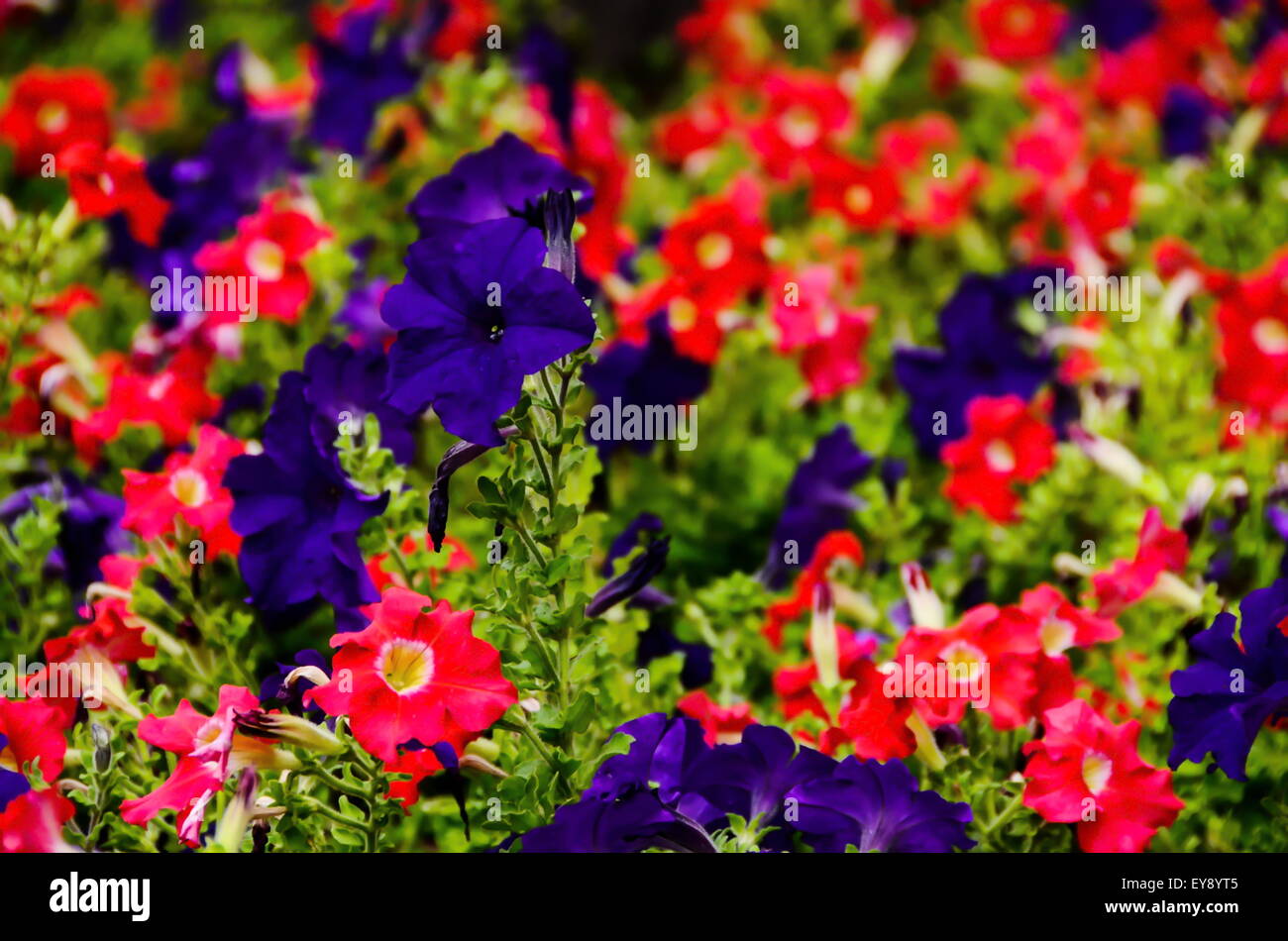 Violet and Pink Flowers Stock Photo - Alamy
