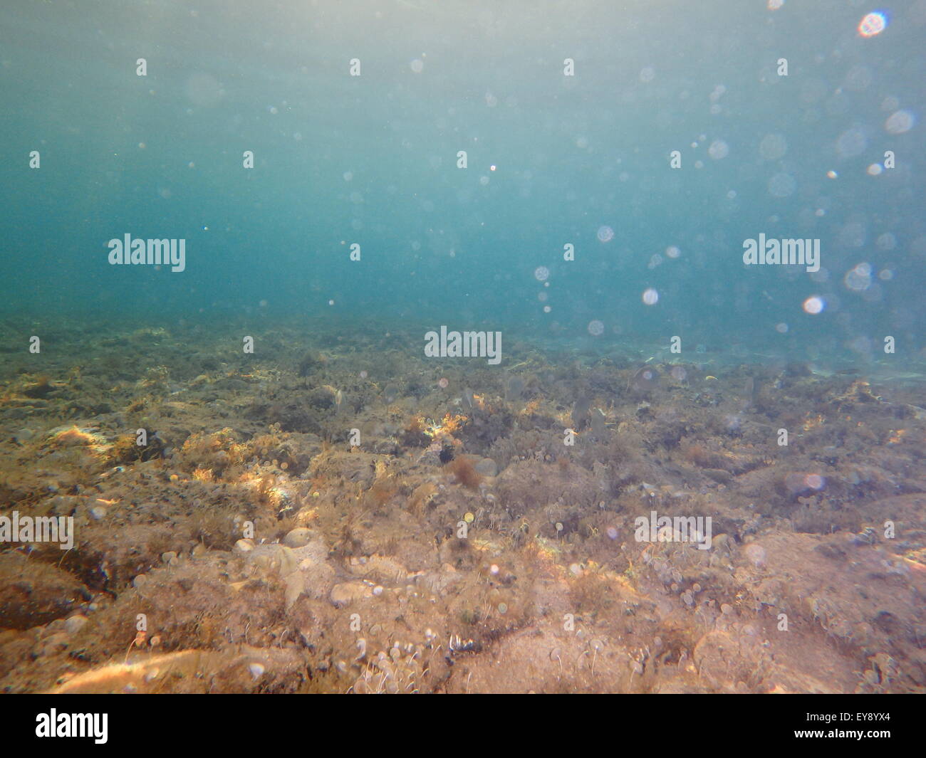 Sea life, shells, animals and fish at the bottom of the sea, underwater ...