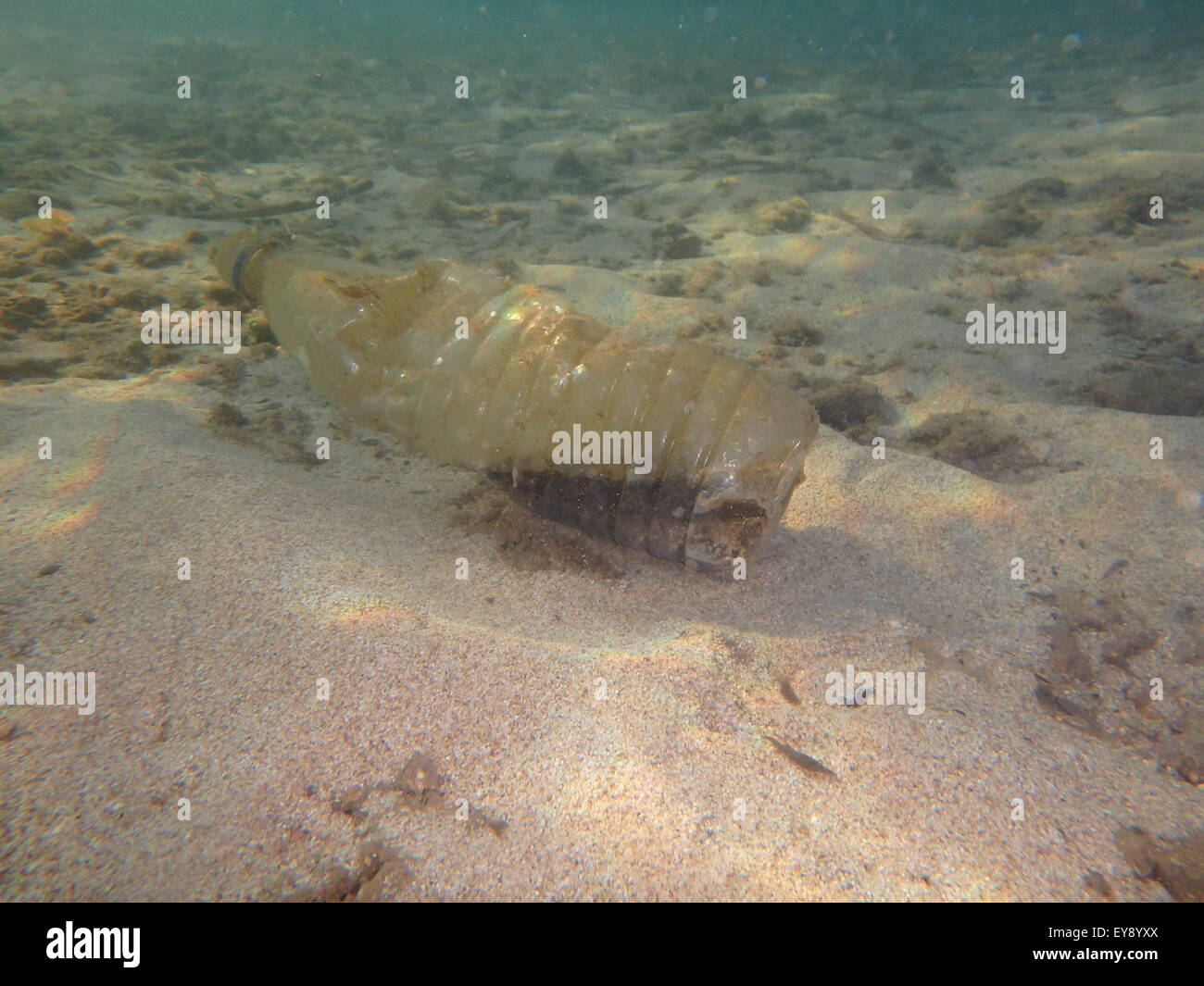 Sea life, shells, animals and fish at the bottom of the sea, underwater ...