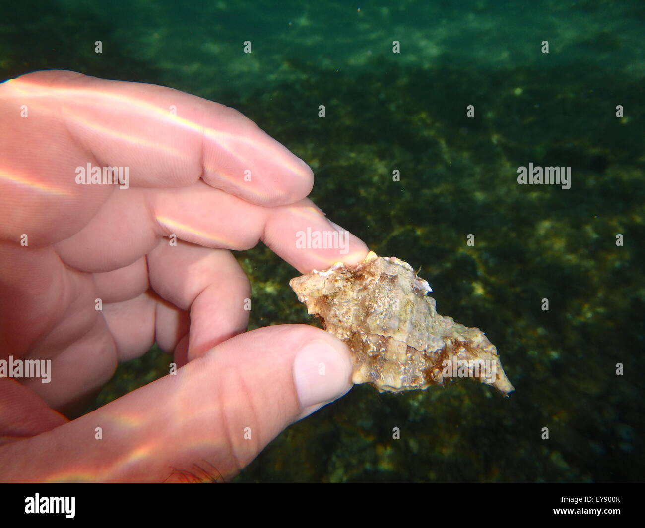 Deep shells hi-res stock photography and images - Alamy