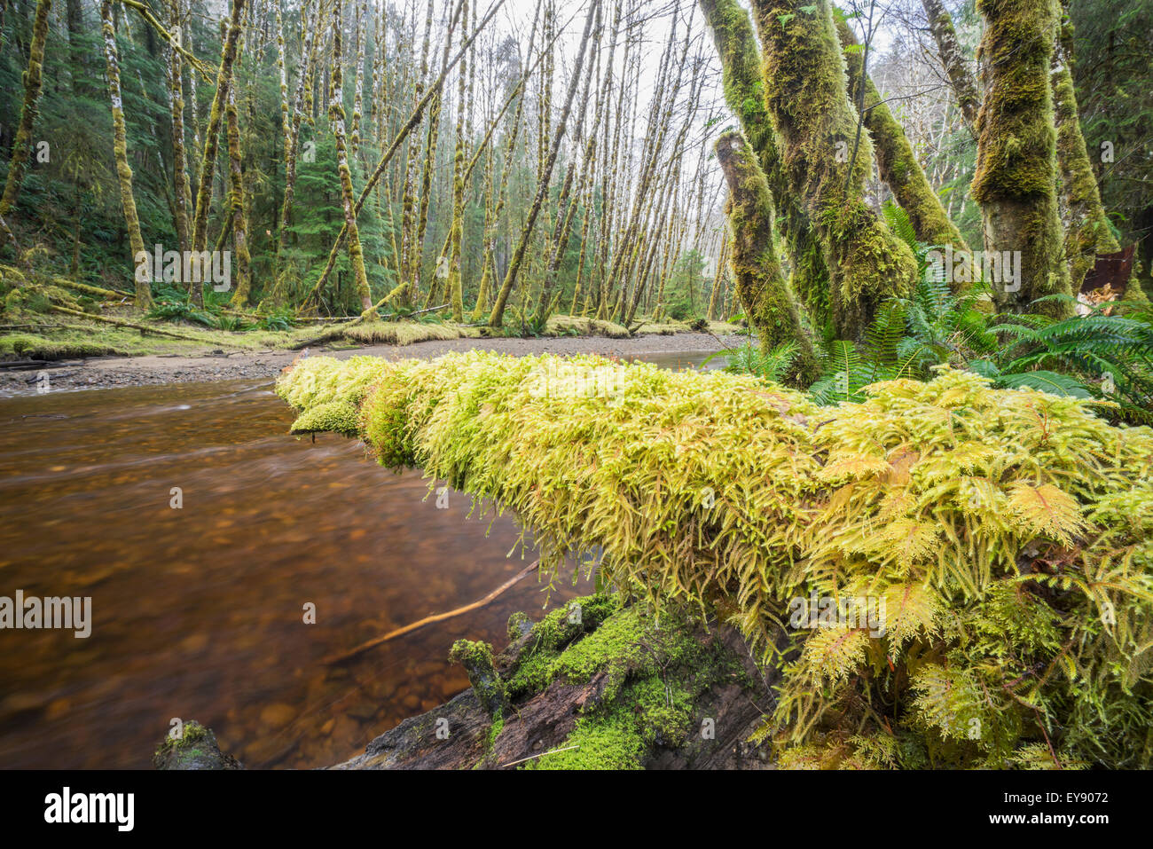 Sandspit british columbia hi-res stock photography and images - Alamy