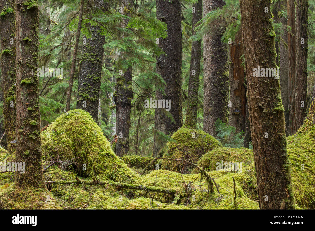 The moss covered floor and trees of Naikoon Provincial Park; Haida ...