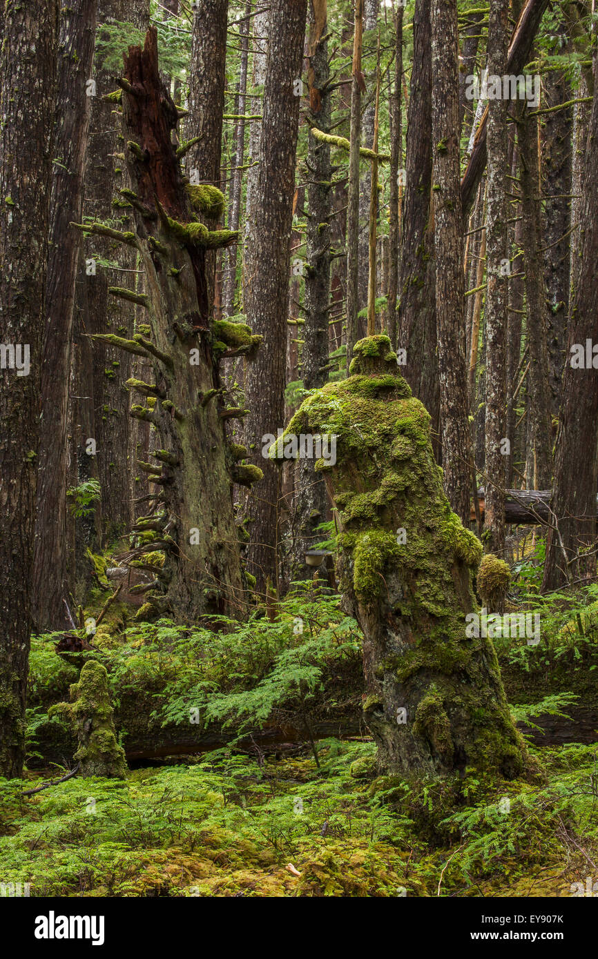 Masset haida gwaii hi-res stock photography and images - Alamy