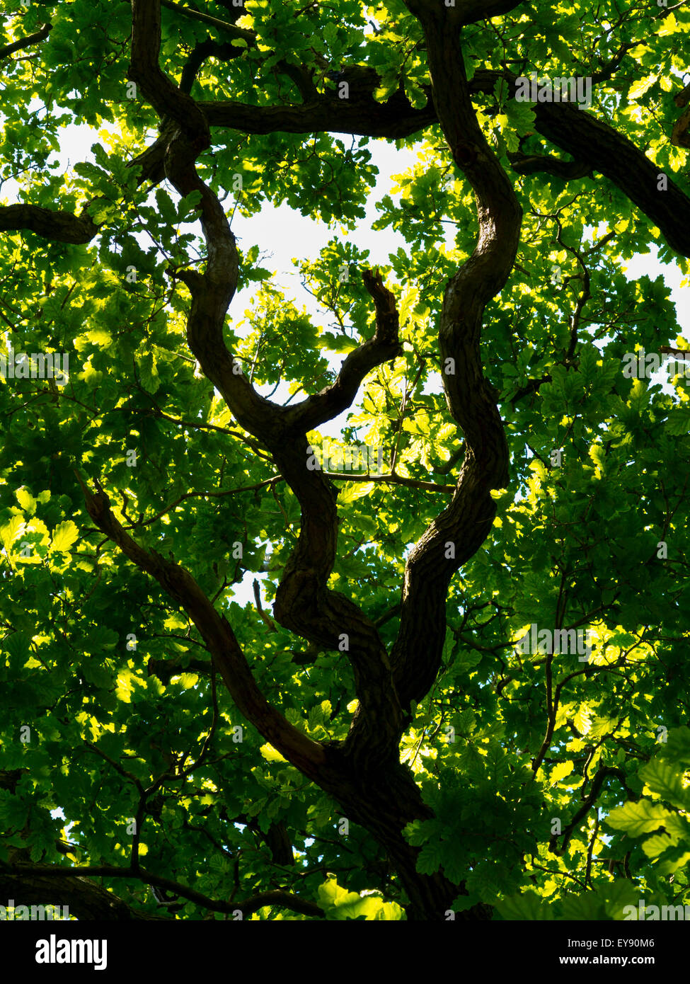 Tree trees with twisted branches in the forest hi-res stock photography ...