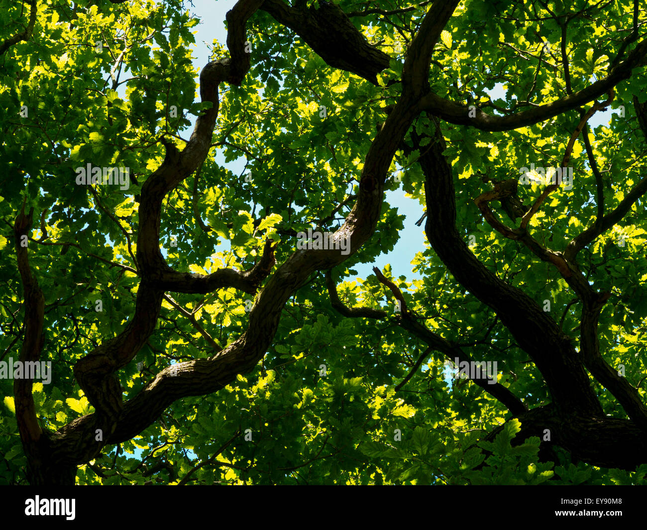 View looking up at twisted intertwined tree branches and a canopy of ...