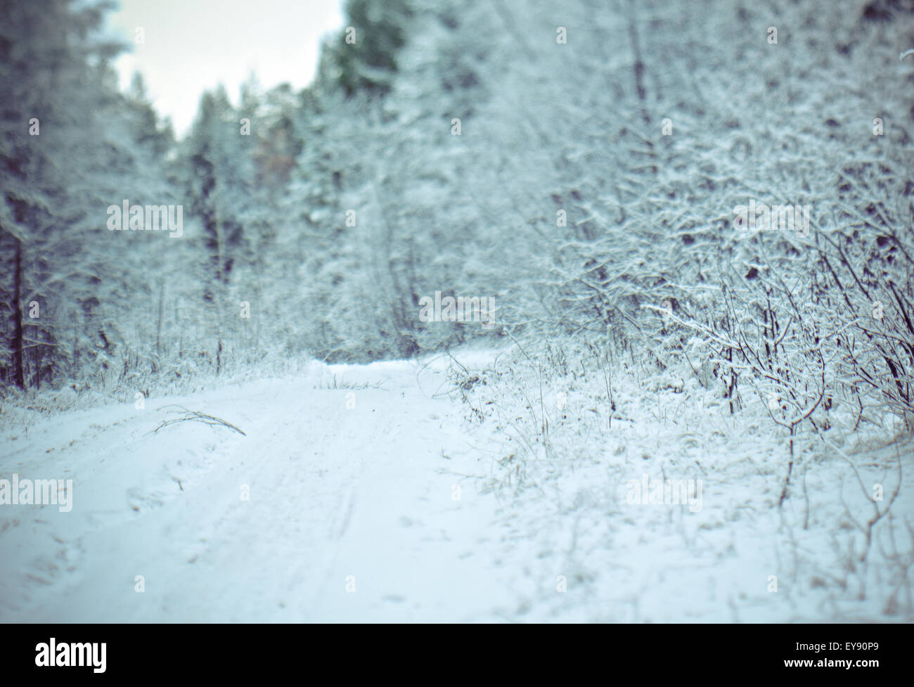 Winter scene .pruce branches. snowy forest Stock Photo - Alamy