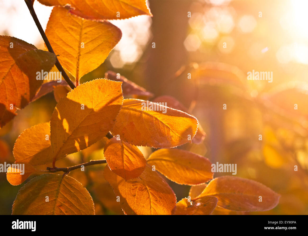 Autumn maple leaves background close up Stock Photo - Alamy