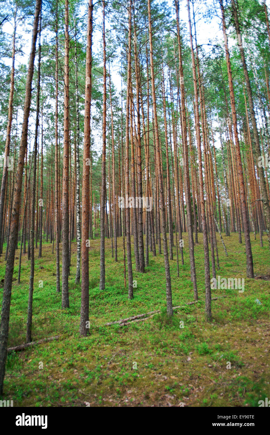 Belarus forest hi-res stock photography and images - Alamy