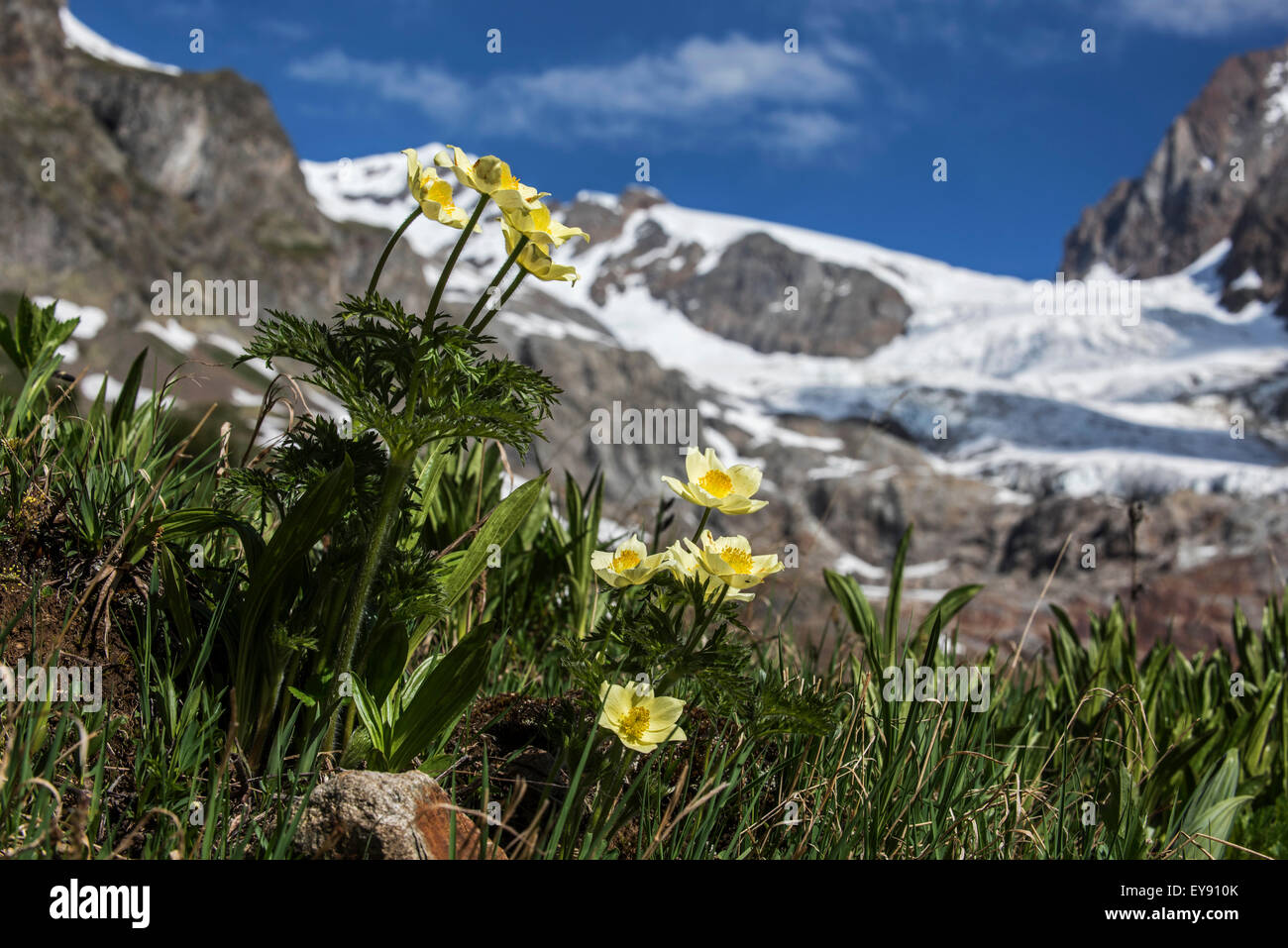 Alps flower yellow hi-res stock photography and images - Alamy